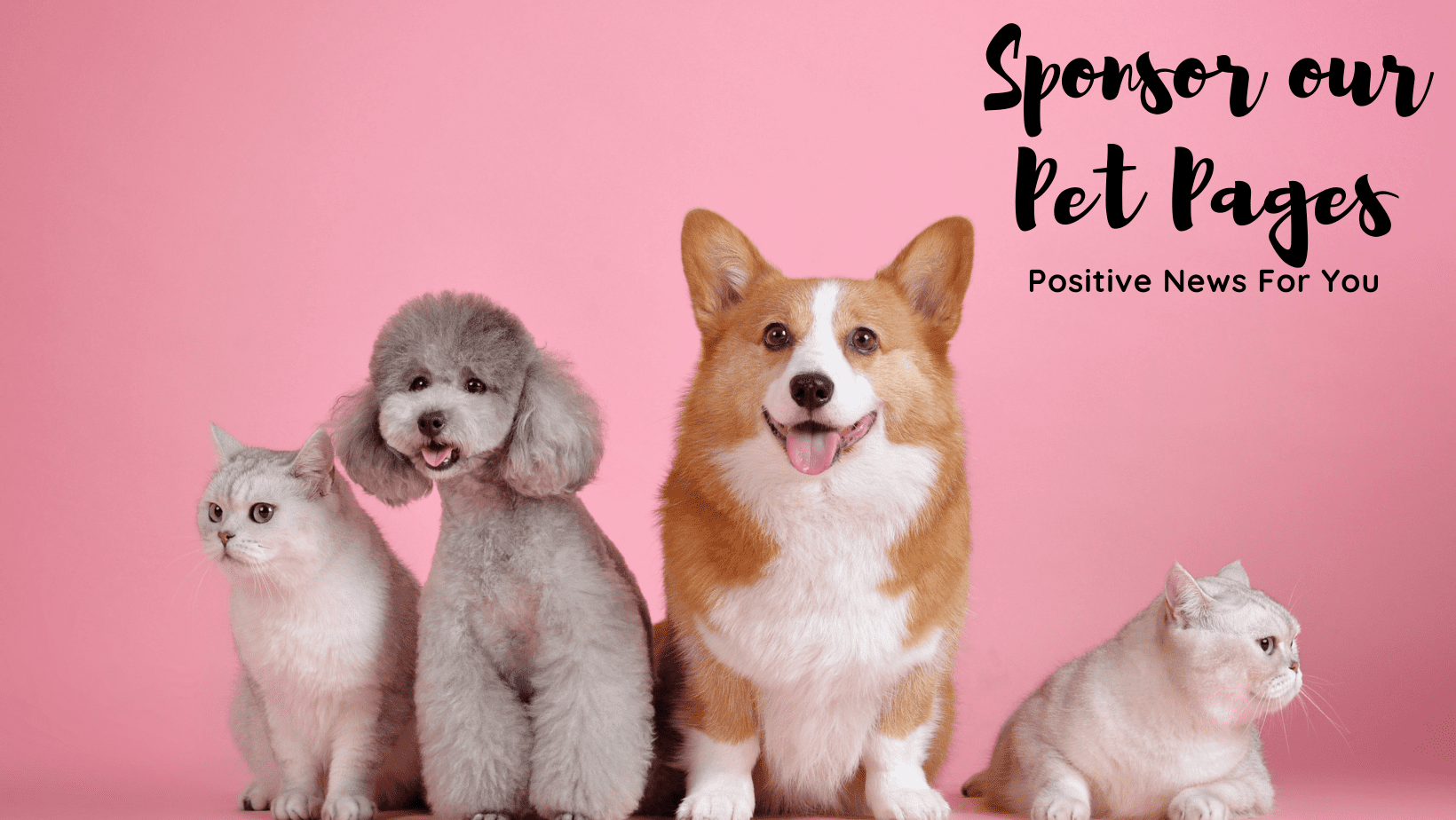 Celebrating The Pets That Bring You Comfort - Positive News